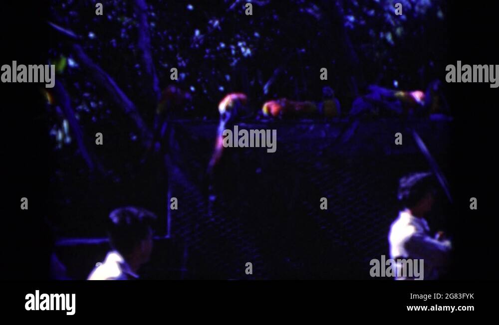 Indigo bird Stock Videos & Footage - HD and 4K Video Clips - Alamy