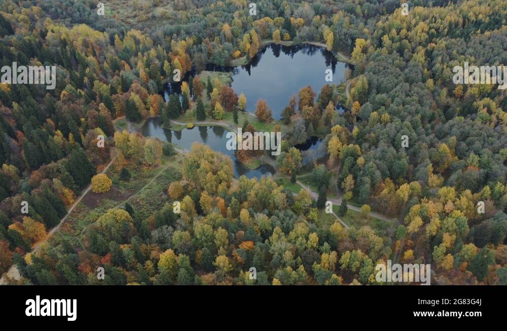 Gold in forest Stock Videos & Footage - HD and 4K Video Clips - Alamy