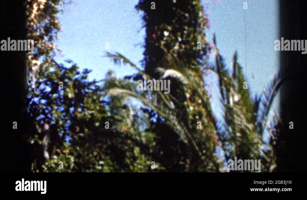 Mother trees Stock Videos & Footage - HD and 4K Video Clips - Alamy