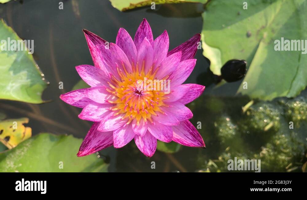 Lotus flower lily Stock Videos & Footage - HD and 4K Video Clips - Alamy