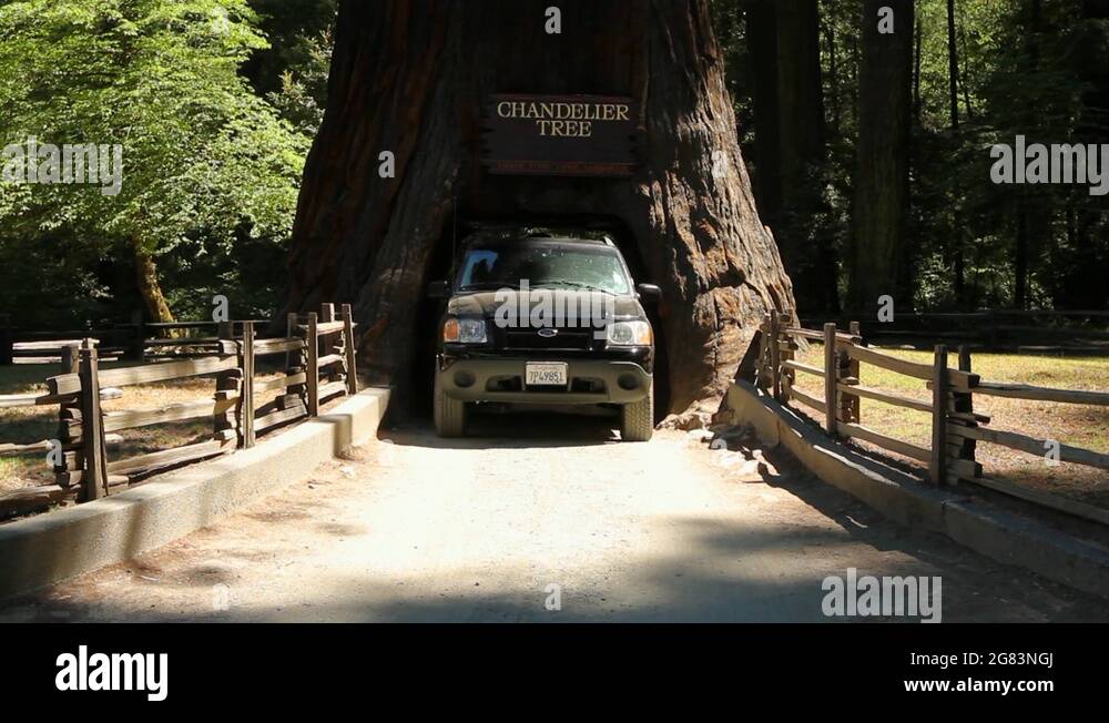 Driving through giant tree Stock Videos & Footage - HD and 4K Video ...