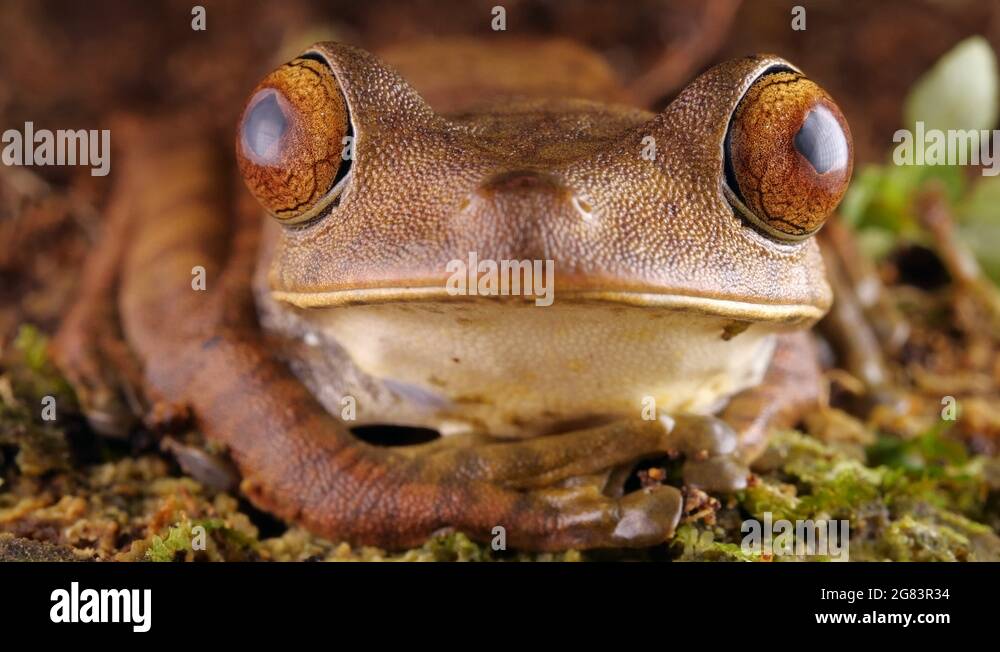 Rainforest map Stock Videos & Footage - HD and 4K Video Clips - Alamy