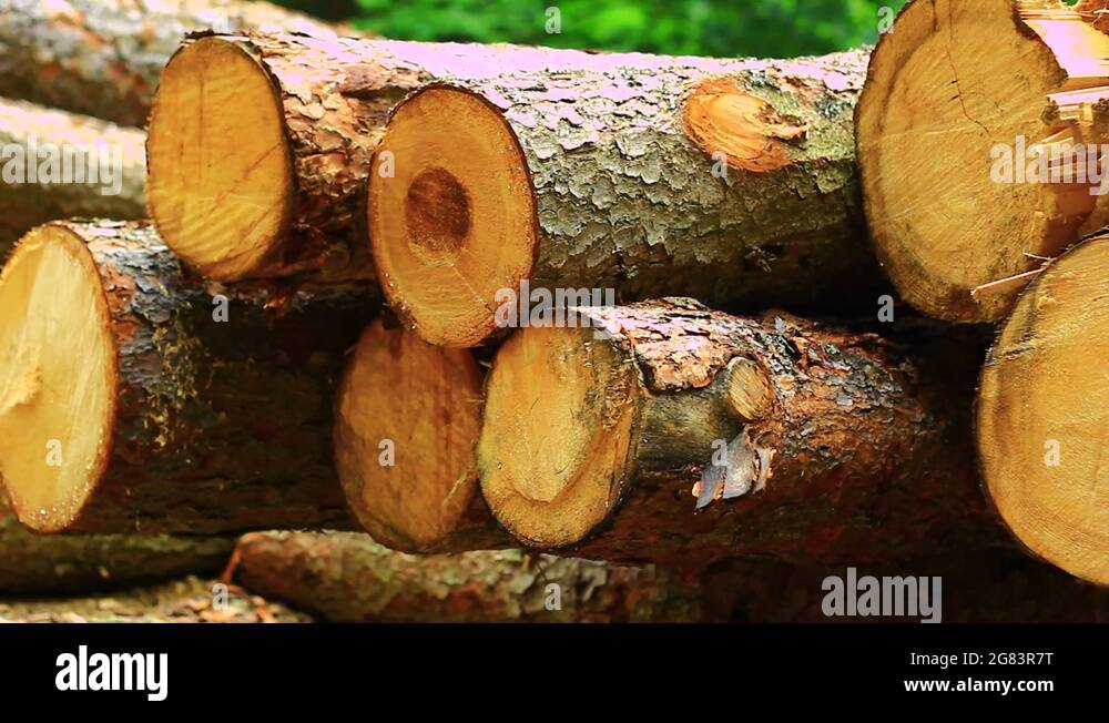 Stack of felled timber Stock Videos & Footage - HD and 4K Video Clips ...