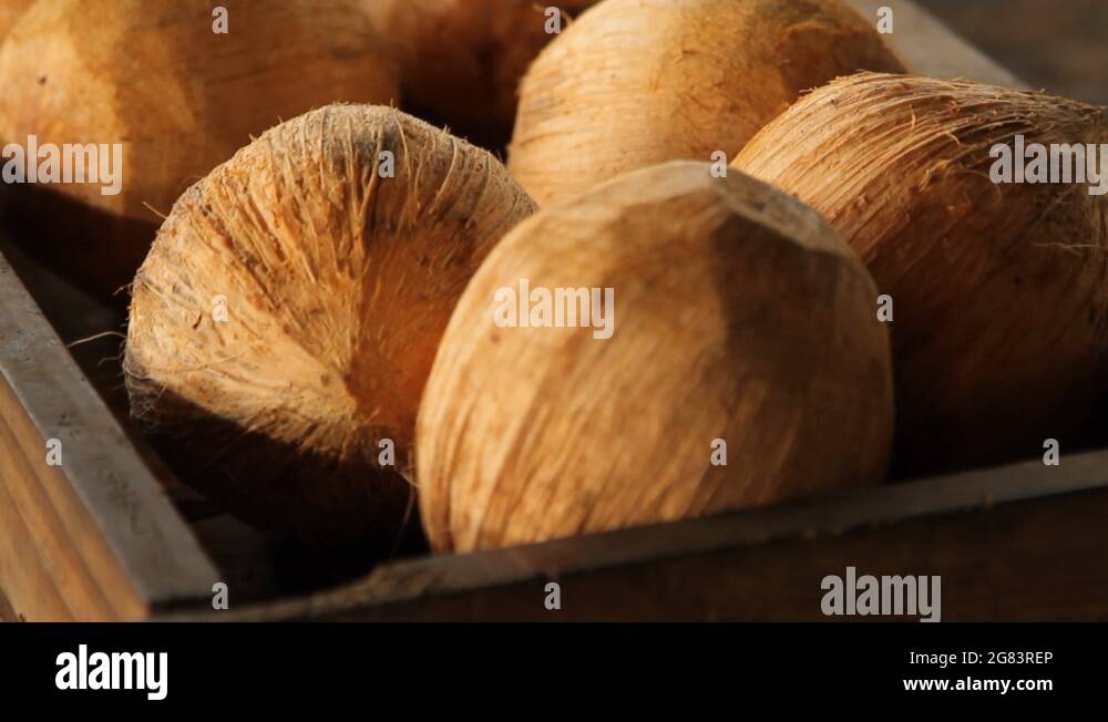 Coconuts on the Micronesian island of Pohnpei Stock Video Footage - Alamy