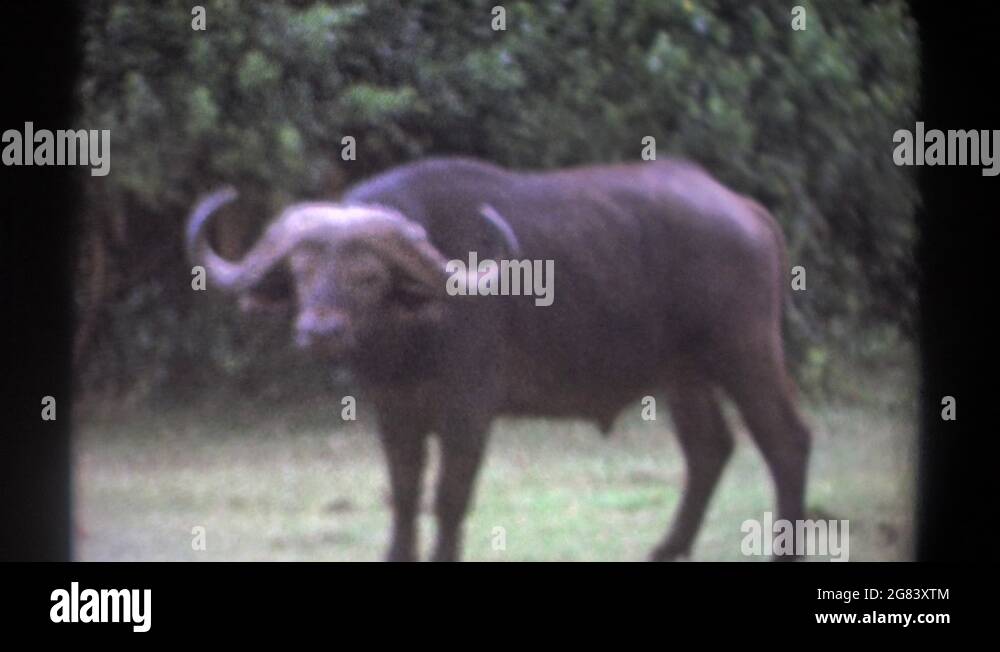 Southeast asian buffalo Stock Videos & Footage - HD and 4K Video Clips ...