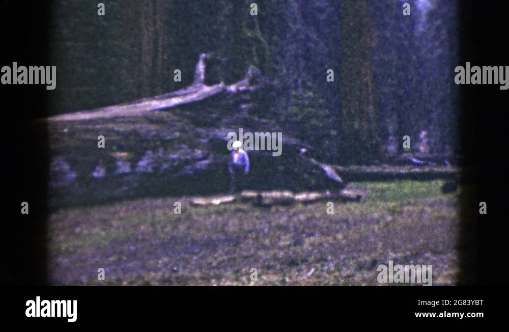 CALIFORNIA USA-1953: Two Different Views Of The Enormous Redwood Trees ...