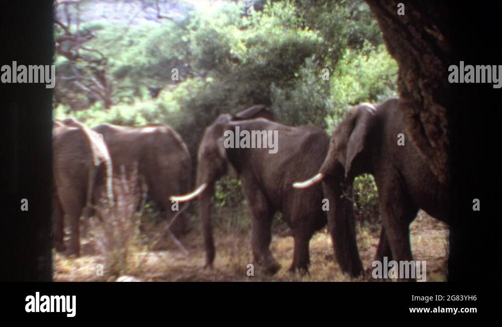Green animals walk Stock Videos & Footage - HD and 4K Video Clips - Alamy