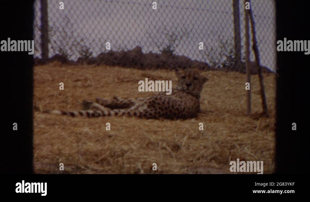 Animal birth Stock Videos & Footage - HD and 4K Video Clips - Alamy