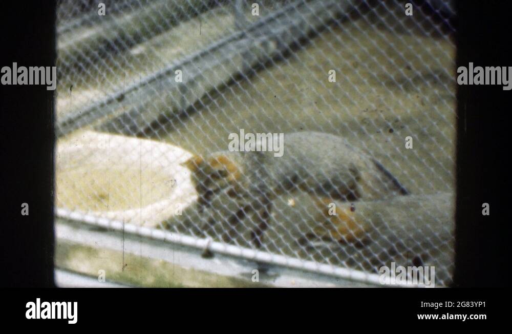 Food chain animals Stock Videos & Footage - HD and 4K Video Clips - Alamy