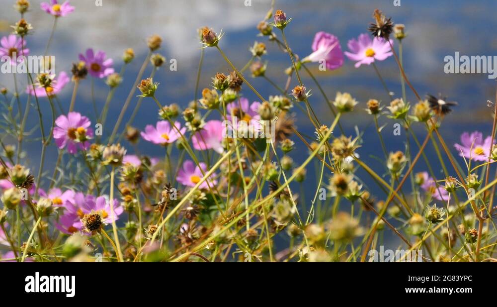 4k cosmos bipinnatus(Garden Cosmos) in wind,cloud reflect on water ...