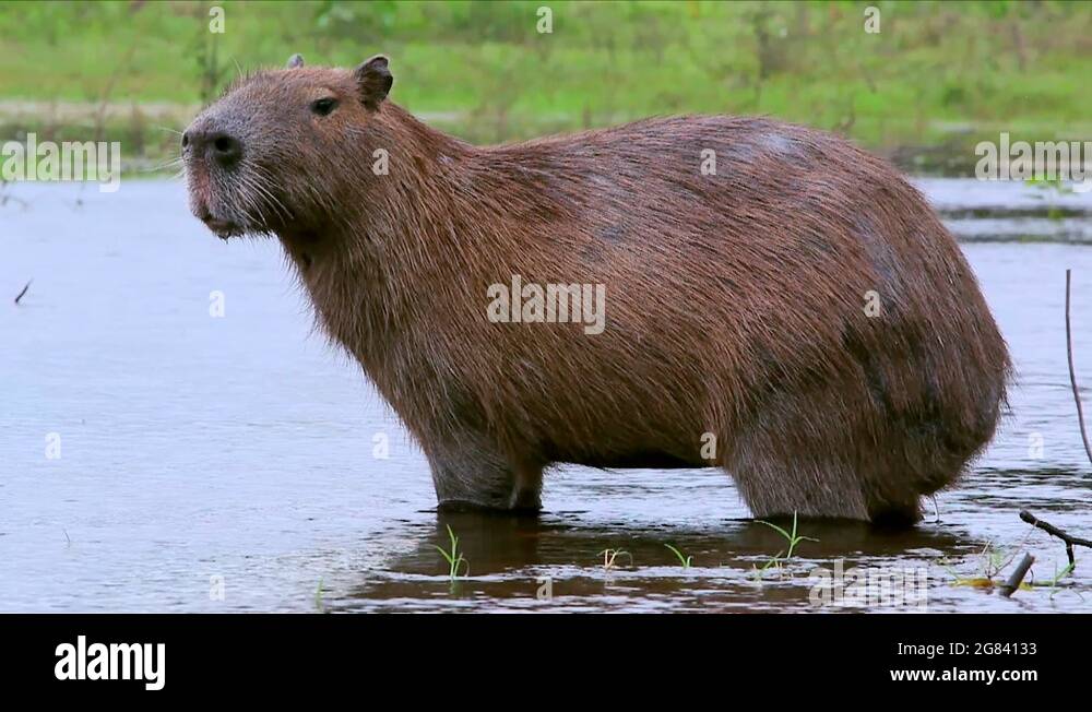 Capybara standing Stock Videos & Footage - HD and 4K Video Clips - Alamy