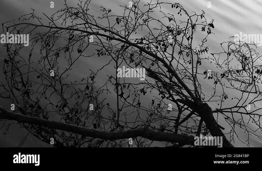 Sad tree Stock Videos & Footage - HD and 4K Video Clips - Alamy