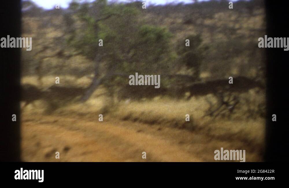 Buffalo galloping Stock Videos & Footage - HD and 4K Video Clips - Alamy