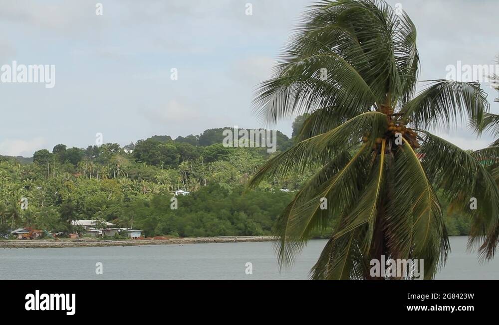 Scenic Perspective of Palm Tree in PALAU Stock Video Footage - Alamy