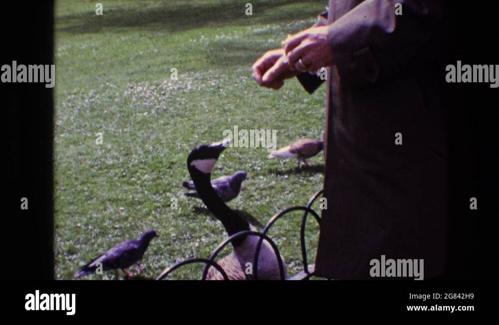 Day old goose Stock Videos & Footage - HD and 4K Video Clips - Alamy