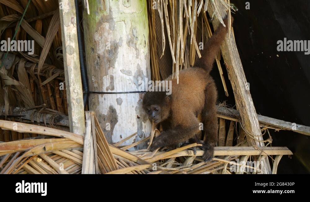 Monkey captive Stock Videos & Footage - HD and 4K Video Clips - Alamy