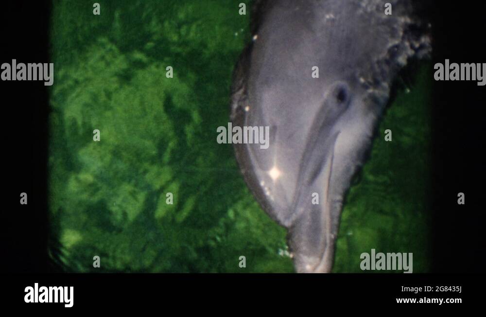 FLORIDA USA-1959: Dolphin Showing Muzzle And Swimming In The Ocean ...