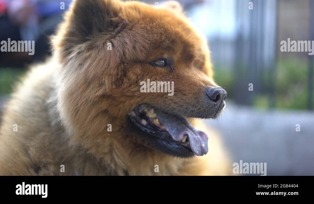 Smiling chow chow Stock Videos & Footage - HD and 4K Video Clips - Alamy
