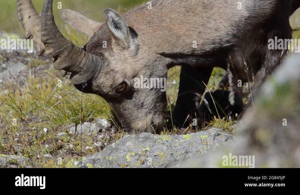 Large capra species Stock Videos & Footage - HD and 4K Video Clips - Alamy
