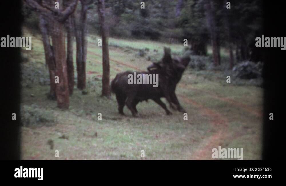 Man fighting with animals Stock Videos & Footage - HD and 4K Video ...