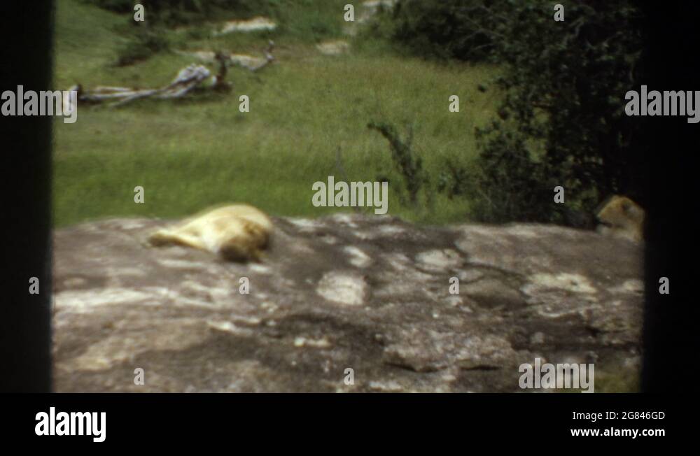 Den of lions Stock Videos & Footage - HD and 4K Video Clips - Alamy