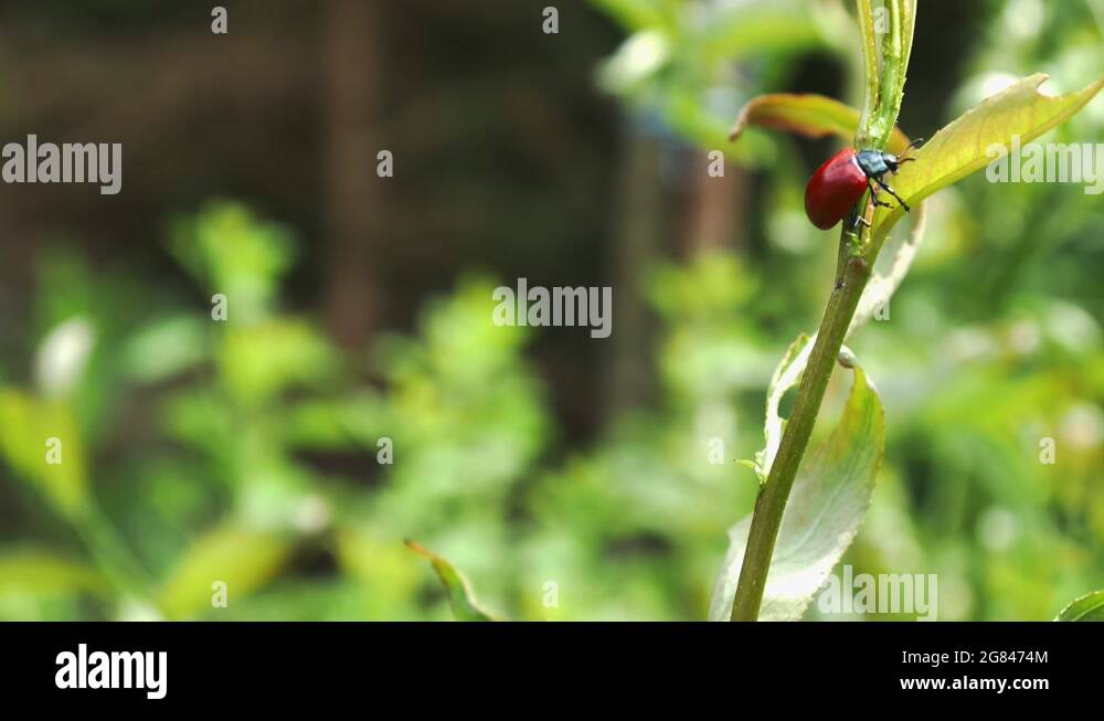 Red and green beetle Stock Videos & Footage - HD and 4K Video Clips - Alamy