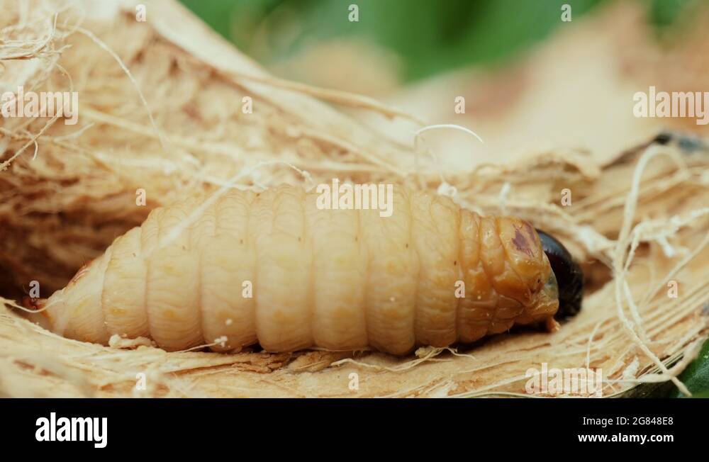 Eatable insects Stock Videos & Footage - HD and 4K Video Clips - Alamy