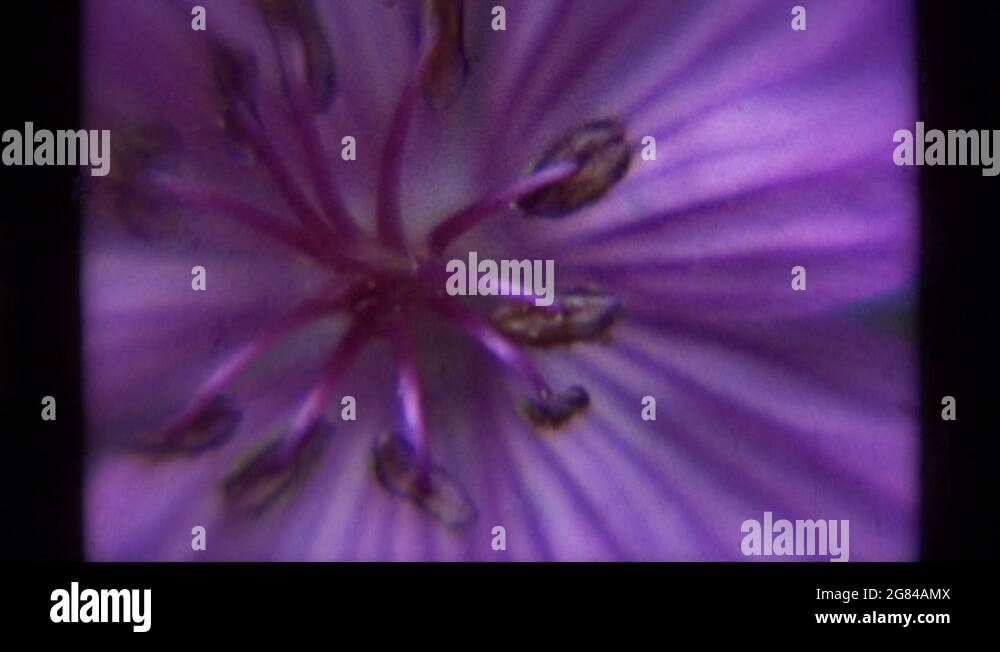 Zoomed film Stock Videos & Footage - HD and 4K Video Clips - Alamy