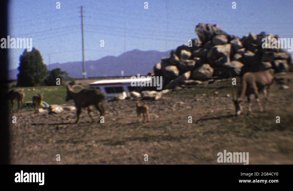 Canyon cows Stock Videos & Footage - HD and 4K Video Clips - Alamy