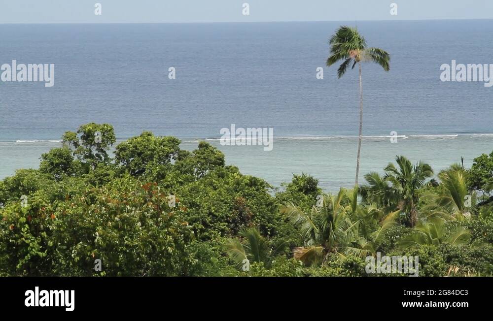 Coastal tree Stock Videos & Footage - HD and 4K Video Clips - Alamy