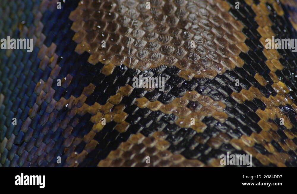 Scales of squamous reticulated python snake in a terrarium - Python ...