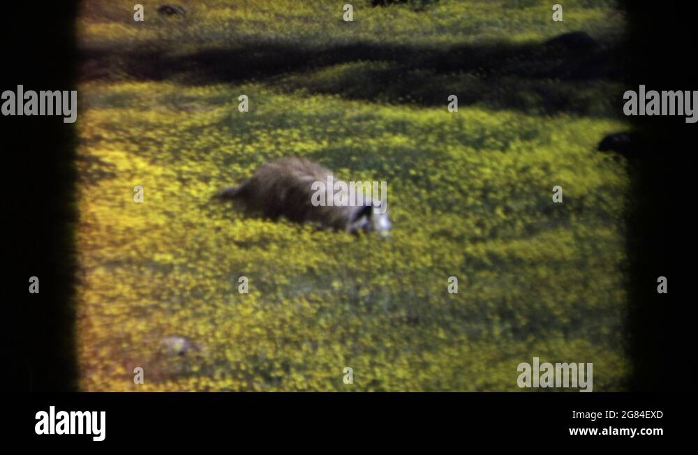 CALIFORNIA USA-1969: Small Brown Dog With A Short Tail And Hairy Face ...