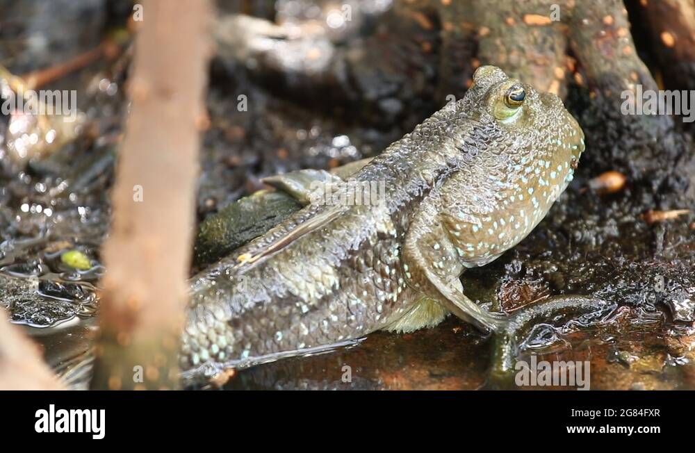 Mudskippers mudskipper fish Stock Videos & Footage - HD and 4K Video ...