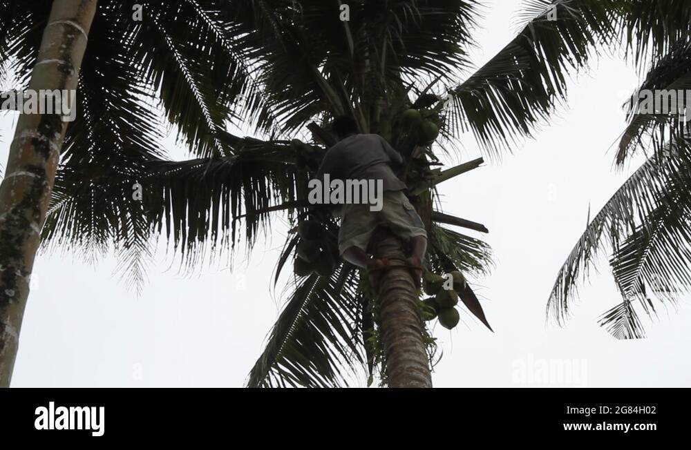 May tree illustration Stock Videos & Footage - HD and 4K Video Clips ...