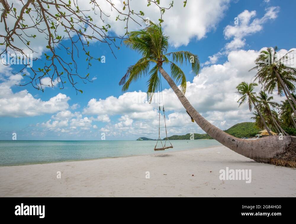 Coconut tree with swing Stock Videos & Footage - HD and 4K Video Clips ...