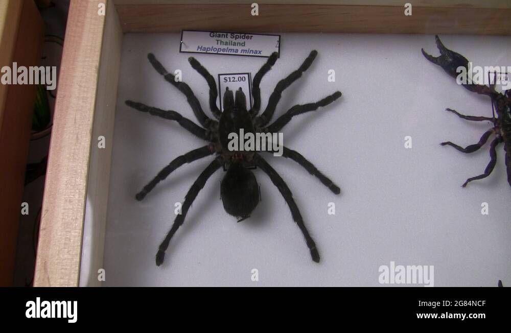 Giant bug Stock Videos & Footage - HD and 4K Video Clips - Alamy