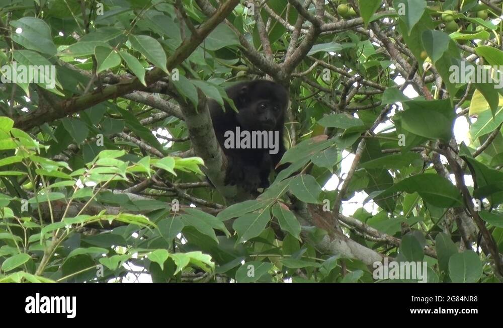 Howler monkey group Stock Videos & Footage - HD and 4K Video Clips - Alamy
