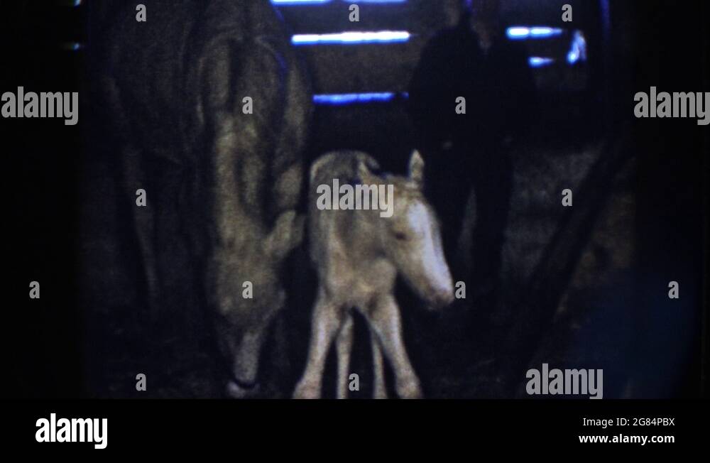 White colt Stock Videos & Footage - HD and 4K Video Clips - Alamy