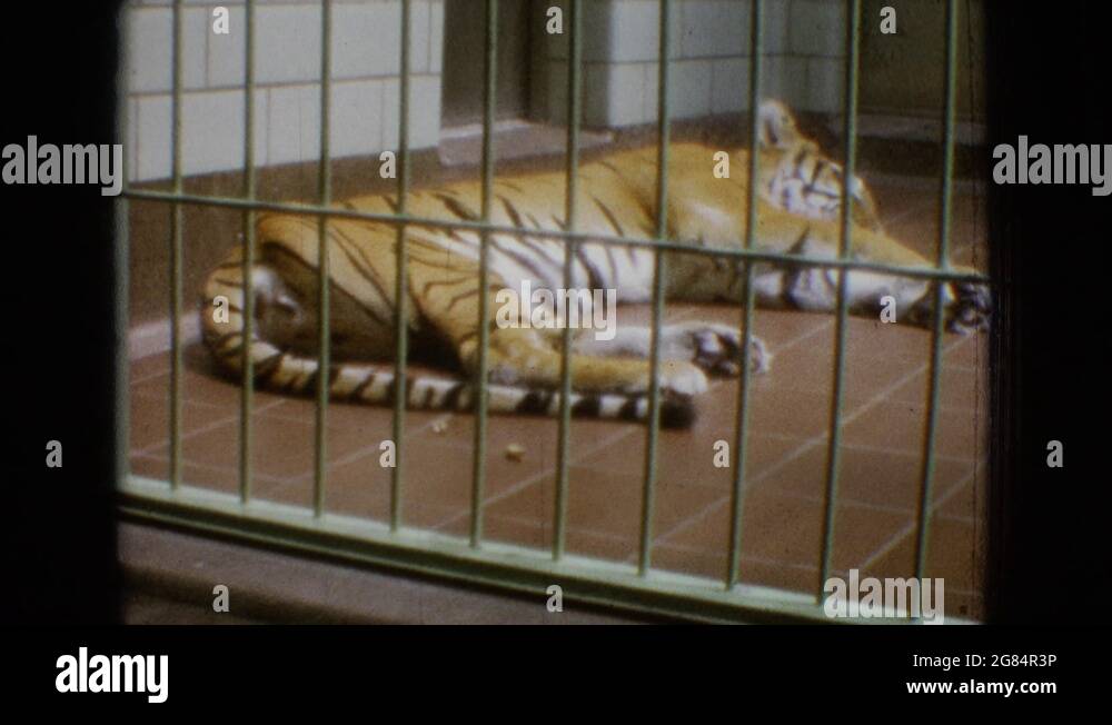 Animal behind bars Stock Videos & Footage - HD and 4K Video Clips - Alamy