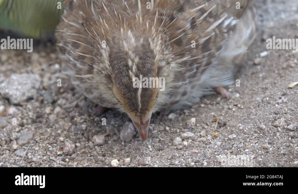 Ground forage Stock Videos & Footage - HD and 4K Video Clips - Alamy