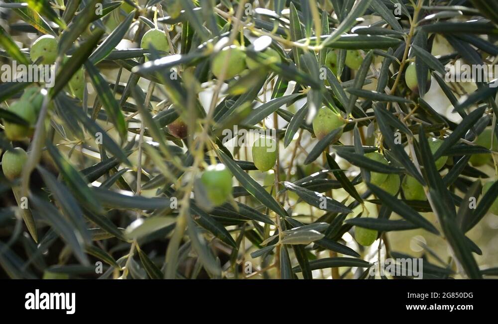 Kalamata olive tree Stock Videos & Footage - HD and 4K Video Clips - Alamy