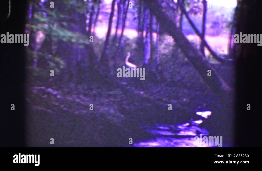 Monkey duck Stock Videos & Footage - HD and 4K Video Clips - Alamy