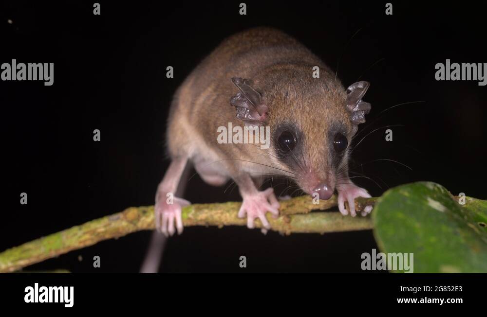 Marsupial mouse Stock Videos & Footage - HD and 4K Video Clips - Alamy
