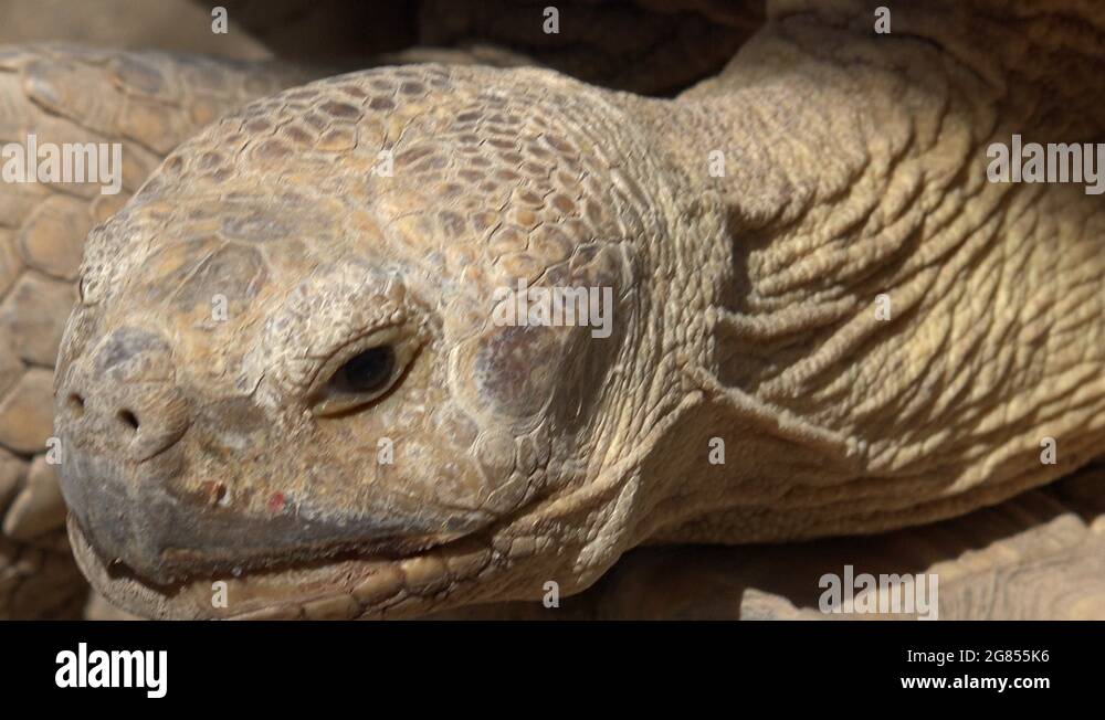 Tortoise face Stock Videos & Footage - HD and 4K Video Clips - Alamy