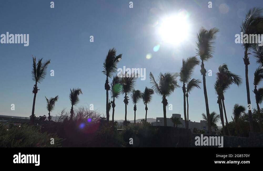 Tall healthy trees Stock Videos & Footage - HD and 4K Video Clips - Alamy