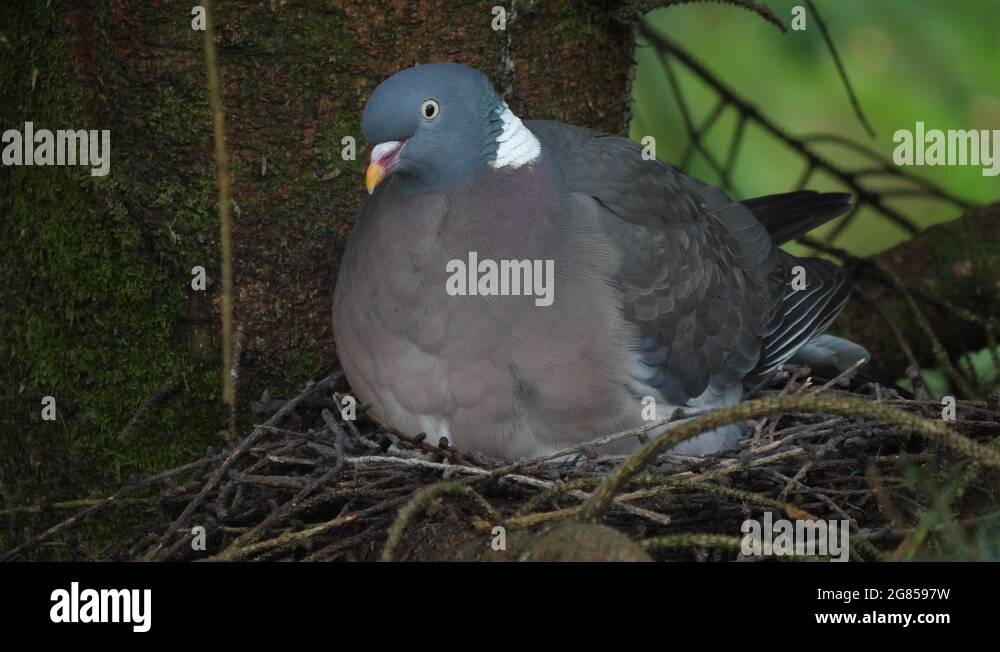 Columba palumbus in nest Stock Videos & Footage - HD and 4K Video Clips ...