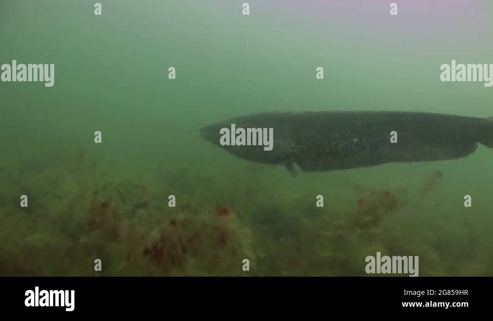 Wildpredator Stock Videos & Footage - HD and 4K Video Clips - Alamy