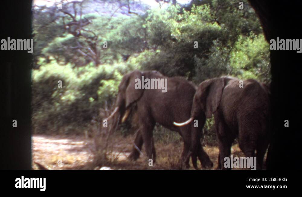 Angola animal Stock Videos & Footage - HD and 4K Video Clips - Alamy