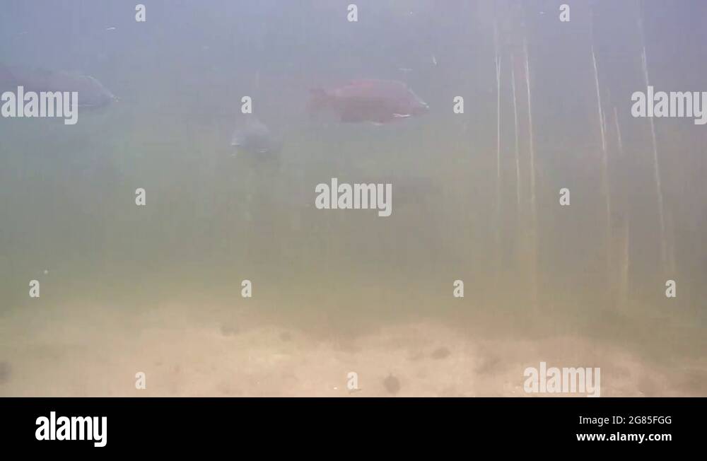 Common river bream Stock Videos & Footage - HD and 4K Video Clips - Alamy