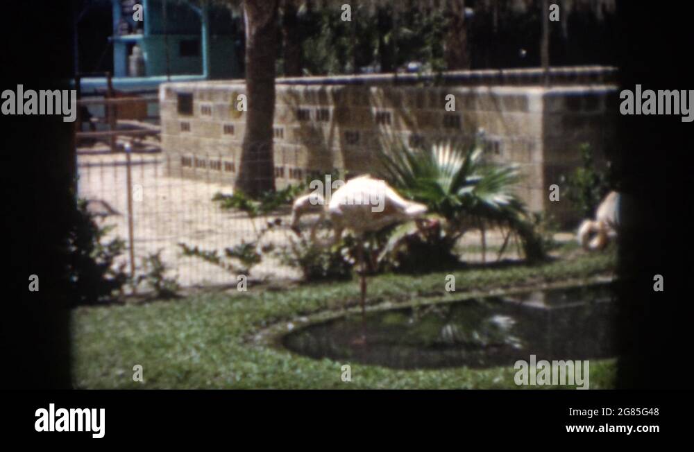 Normal bird Stock Videos & Footage - HD and 4K Video Clips - Alamy